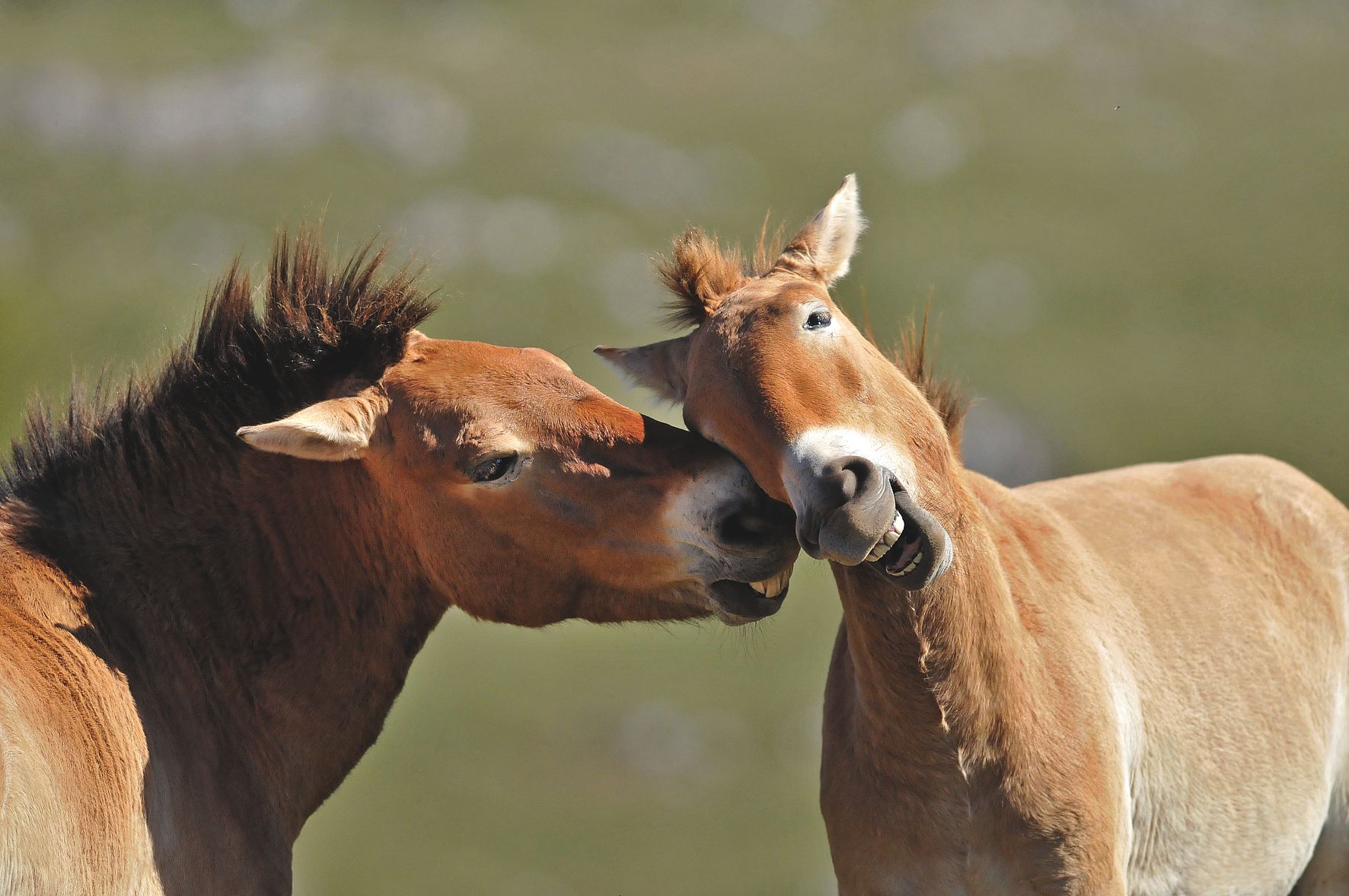 Le cheval de Przewalski: du Causse Méjean aux steppes de Mongolie ...