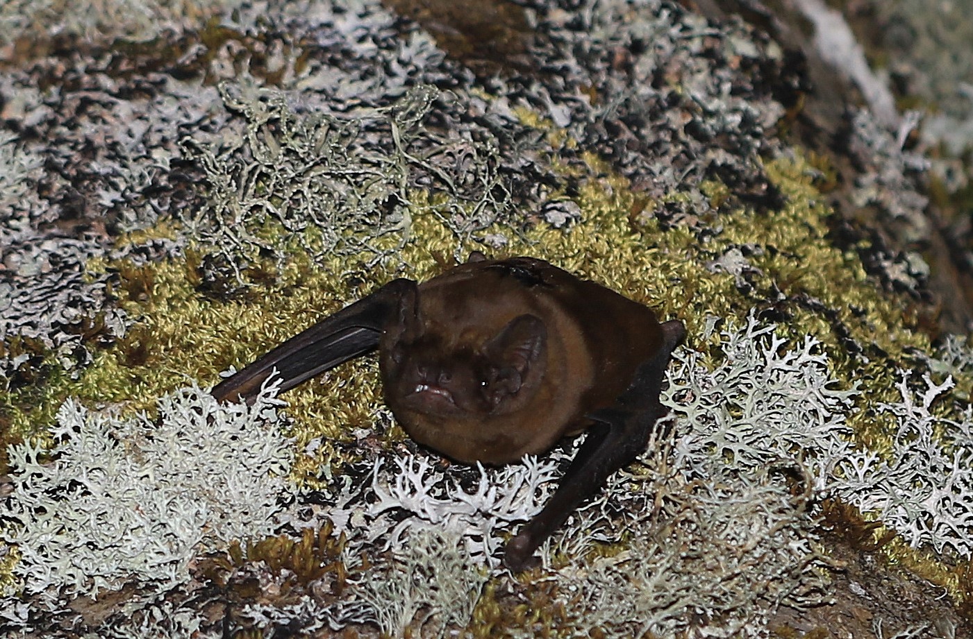 8 nouvelles espèces découvertes ou confirmées en 2021 ! | Parc national ...