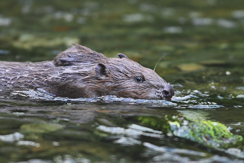 Les nocturnes du Parc : les castors de la vallée | Parc national des ...
