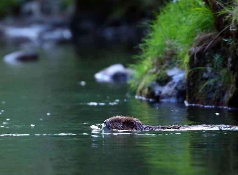 Loutre, castor, ragondin : apprenez à les différencier dans l'eau ...