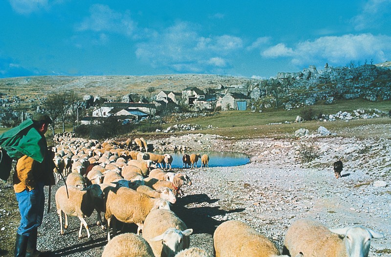 Deux nouvelles oasis au service du pastoralisme, de la biodiversité, et ...
