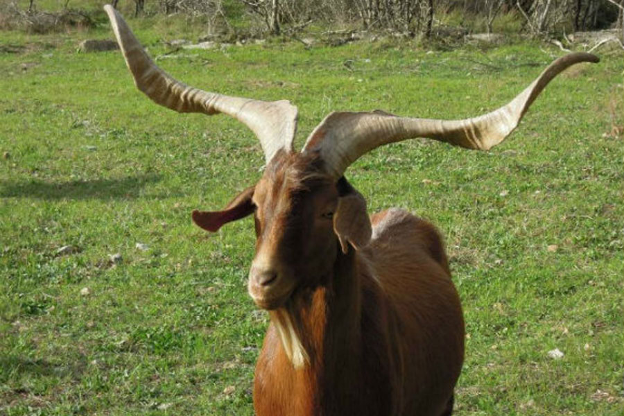 Les races caprines | Parc national des Cévennes