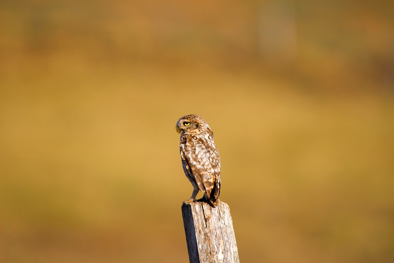 Carnet photo naturaliste d'un saisonnier sur le Causse | Parc national ...