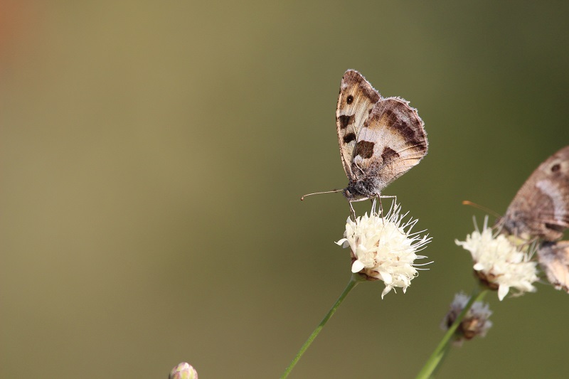 Carnet photo naturaliste d'un saisonnier sur le Causse | Parc national ...