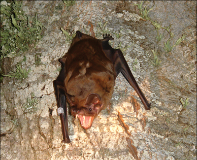 Grande Noctule, de belles découvertes sur l’Aigoual | Parc national des ...